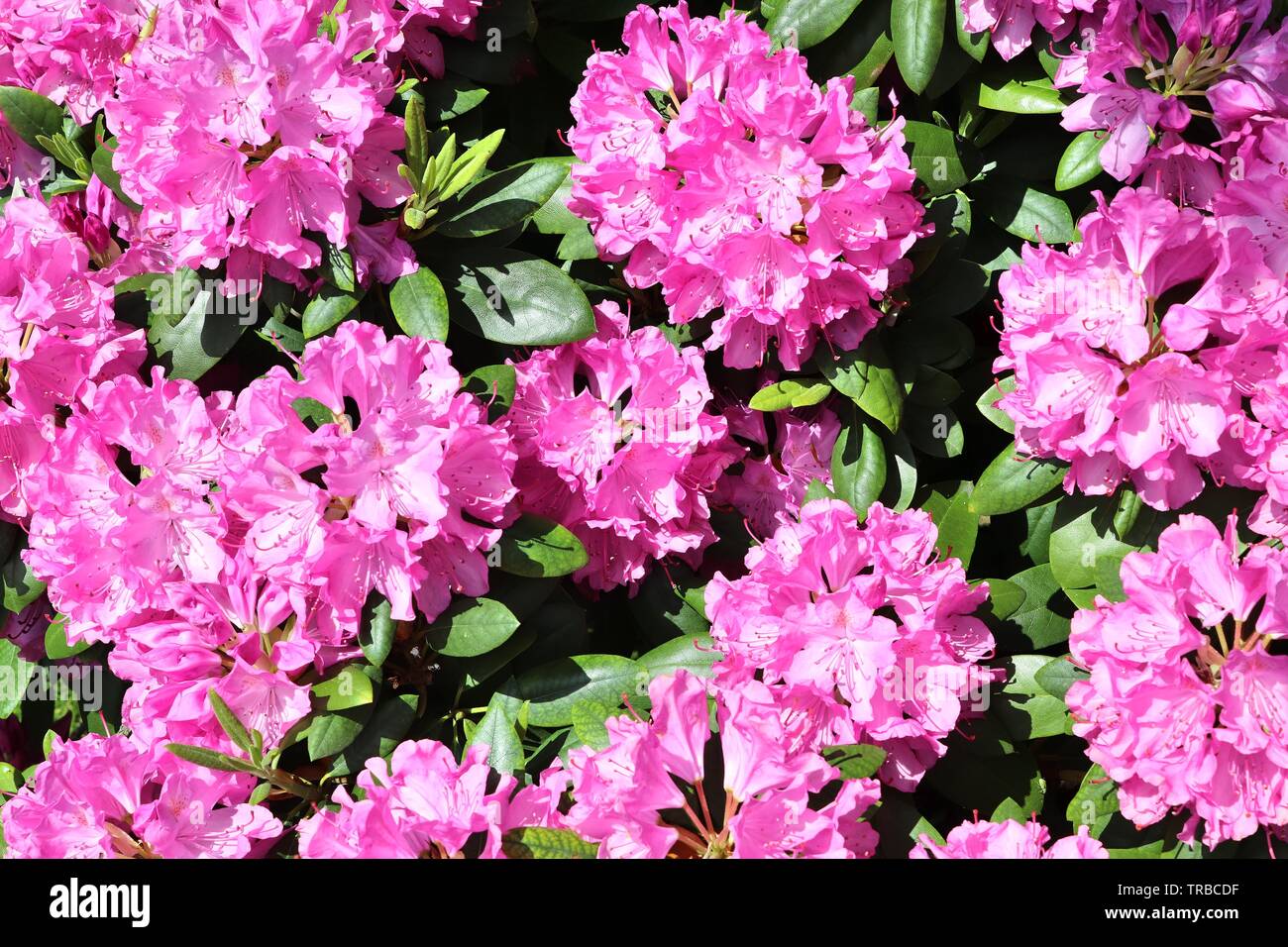 Beautiful and colorful spring and summer flowers in a german garden ...