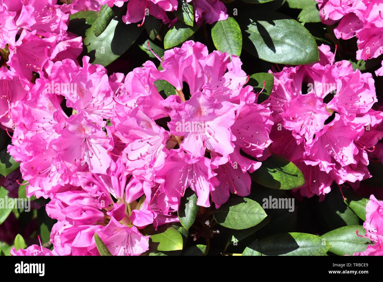 Beautiful and colorful spring and summer flowers in a german garden ...