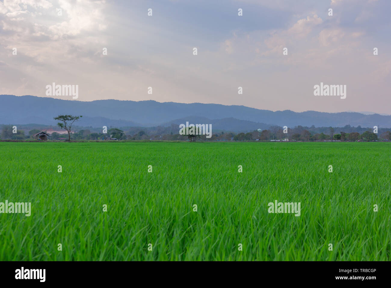 Landscape of Green rice field with mountain on background Stock Photo ...