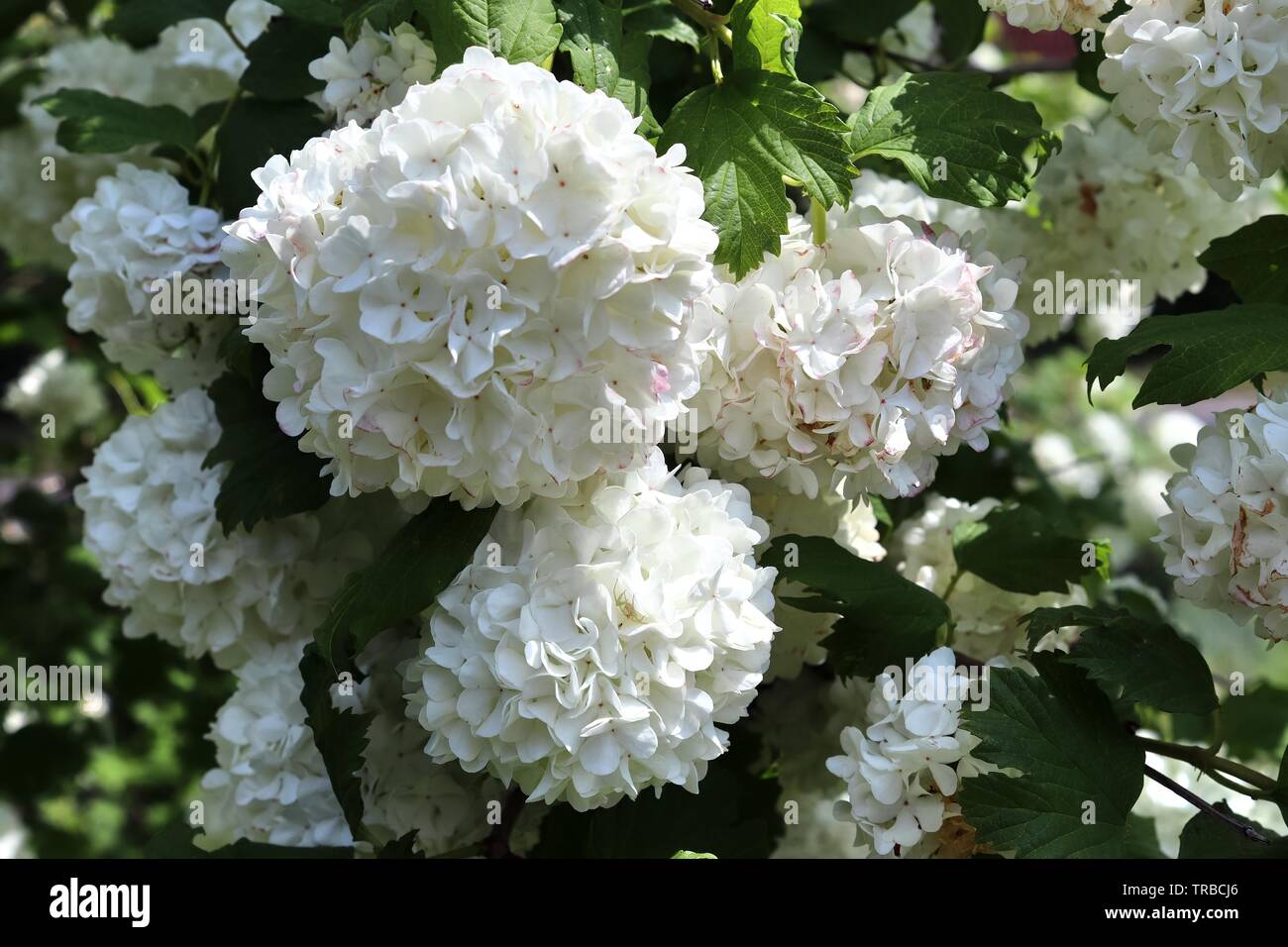 Beautiful and colorful spring and summer flowers in a german garden ...