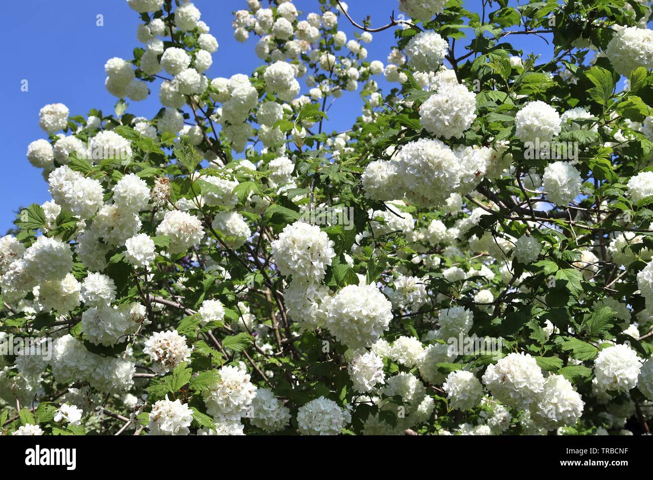Beautiful and colorful spring and summer flowers in a german garden ...