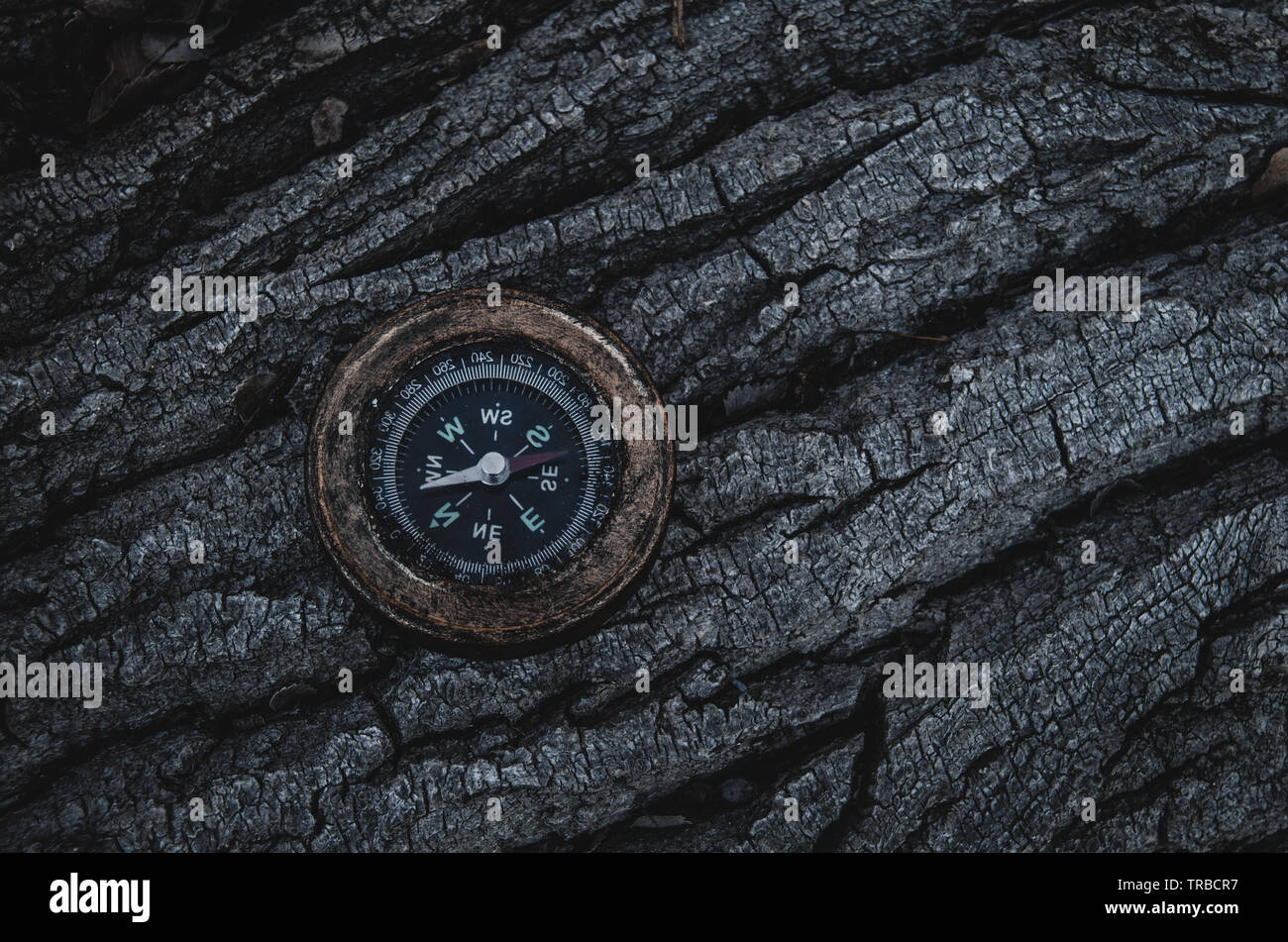 Old compass lies on the bark of a tree, Hiking and traveling ...