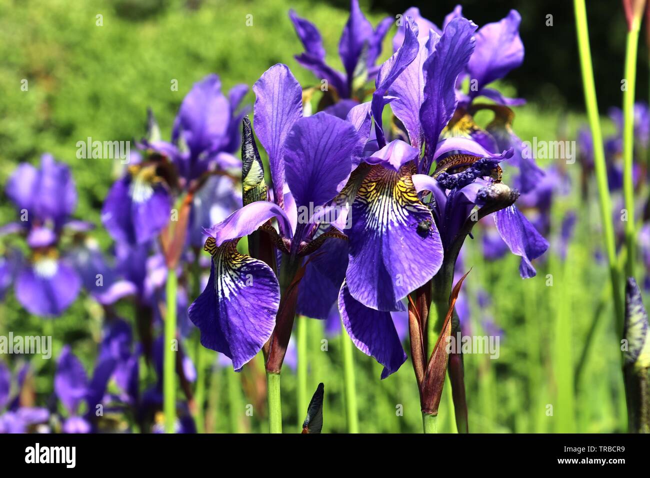 Beautiful and colorful spring and summer flowers in a german garden ...
