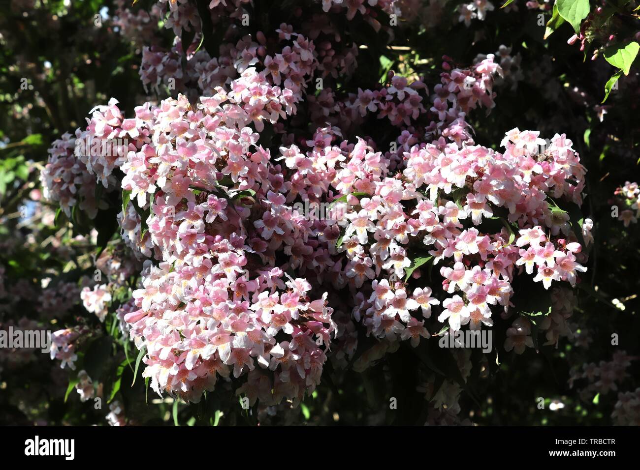 Beautiful and colorful spring and summer flowers in a german garden ...