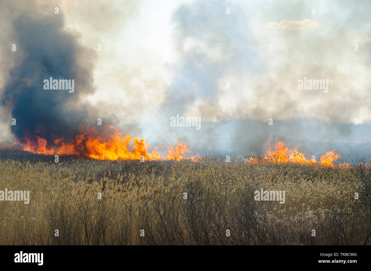 Strong fire and smoke, grass and reeds in flames.Black smoke Stock ...