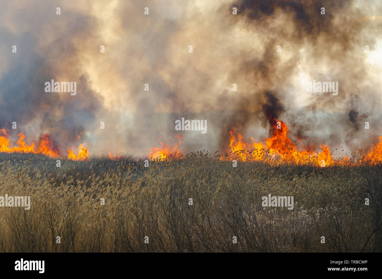 Strong flames burning dry grass hi-res stock photography and images - Alamy