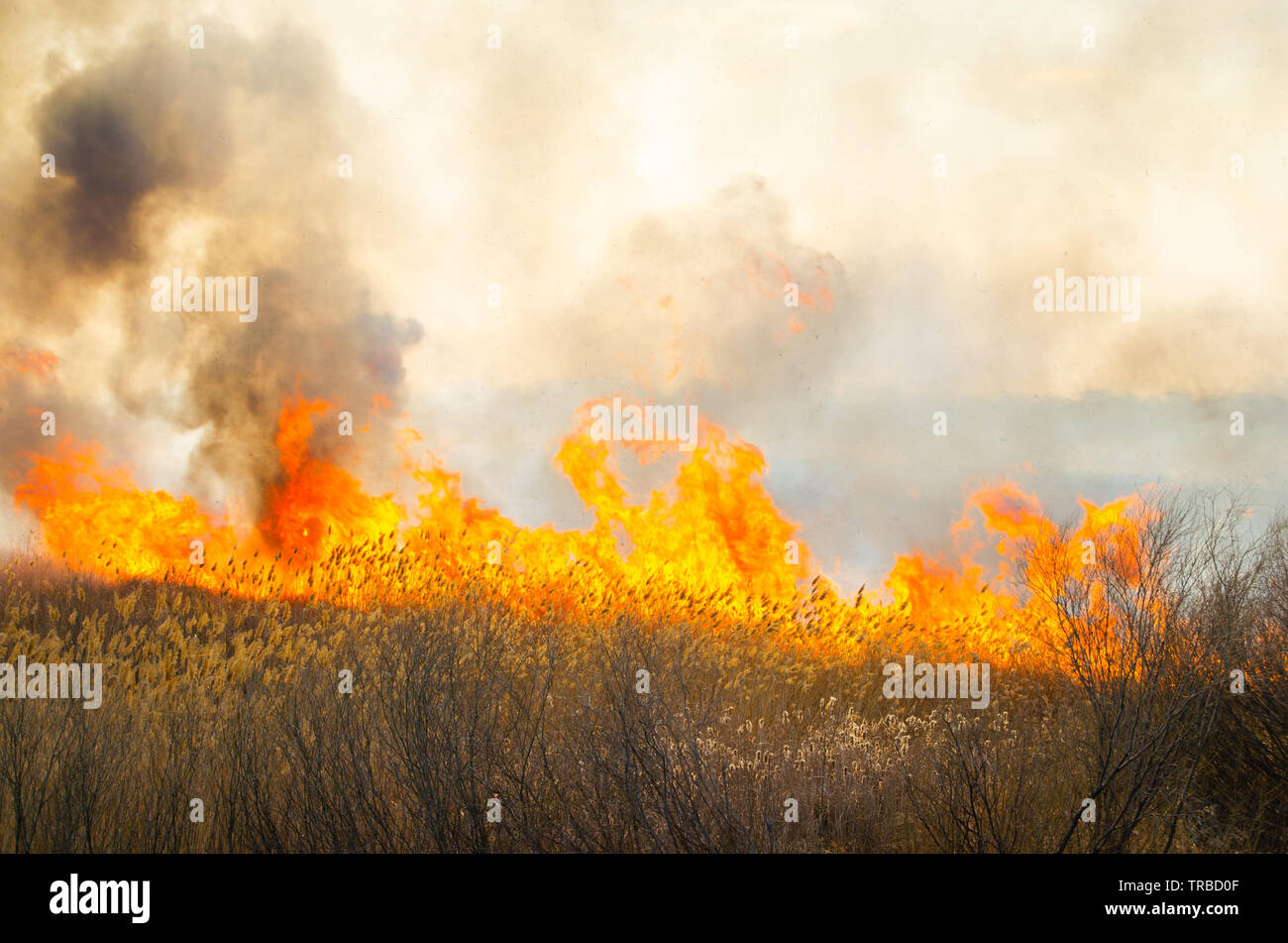 Strong fire and smoke, grass and reeds in flames.Black smoke Stock ...