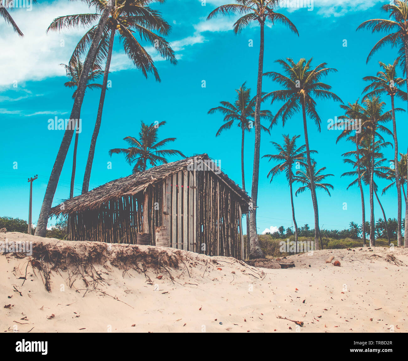 Little Wood house abandoned at the beach around Coconut trees - Old ...