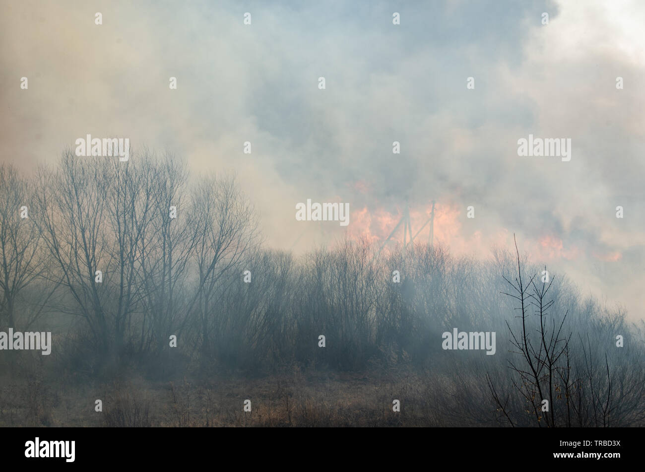 Strong fire and smoke, grass and reeds in flames.Black smoke Stock ...