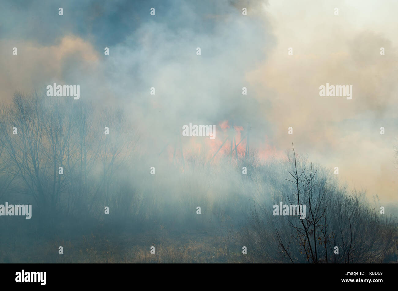 Strong fire and smoke, grass and reeds in flames.Black smoke Stock ...