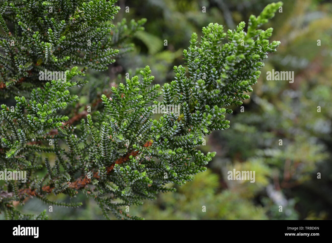Plants of the Valdivian temperate rainforests in southern Chile ...