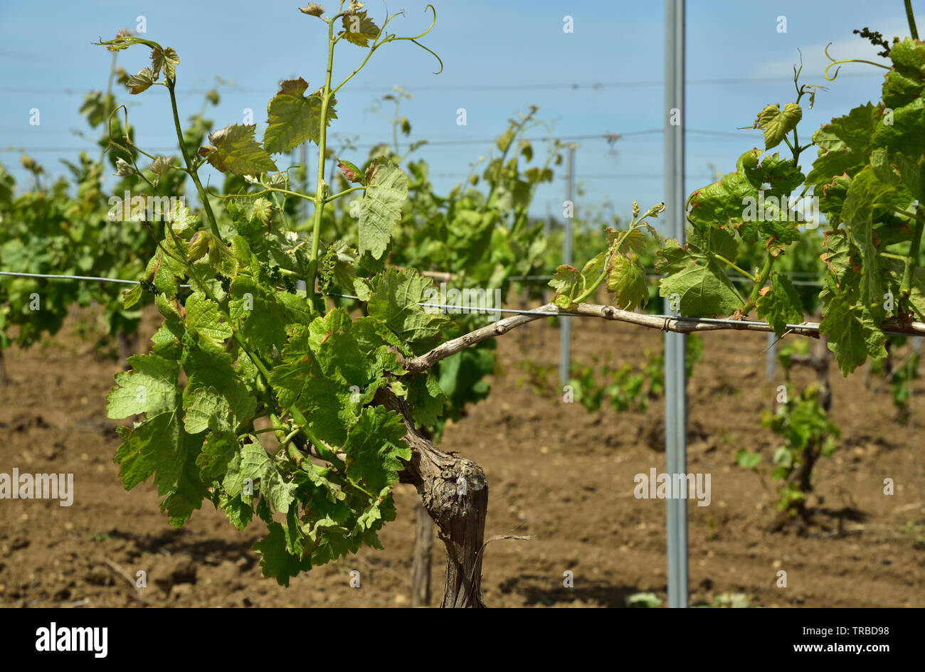 Sicily Vineyard In Italy High Resolution Stock Photography and Images ...