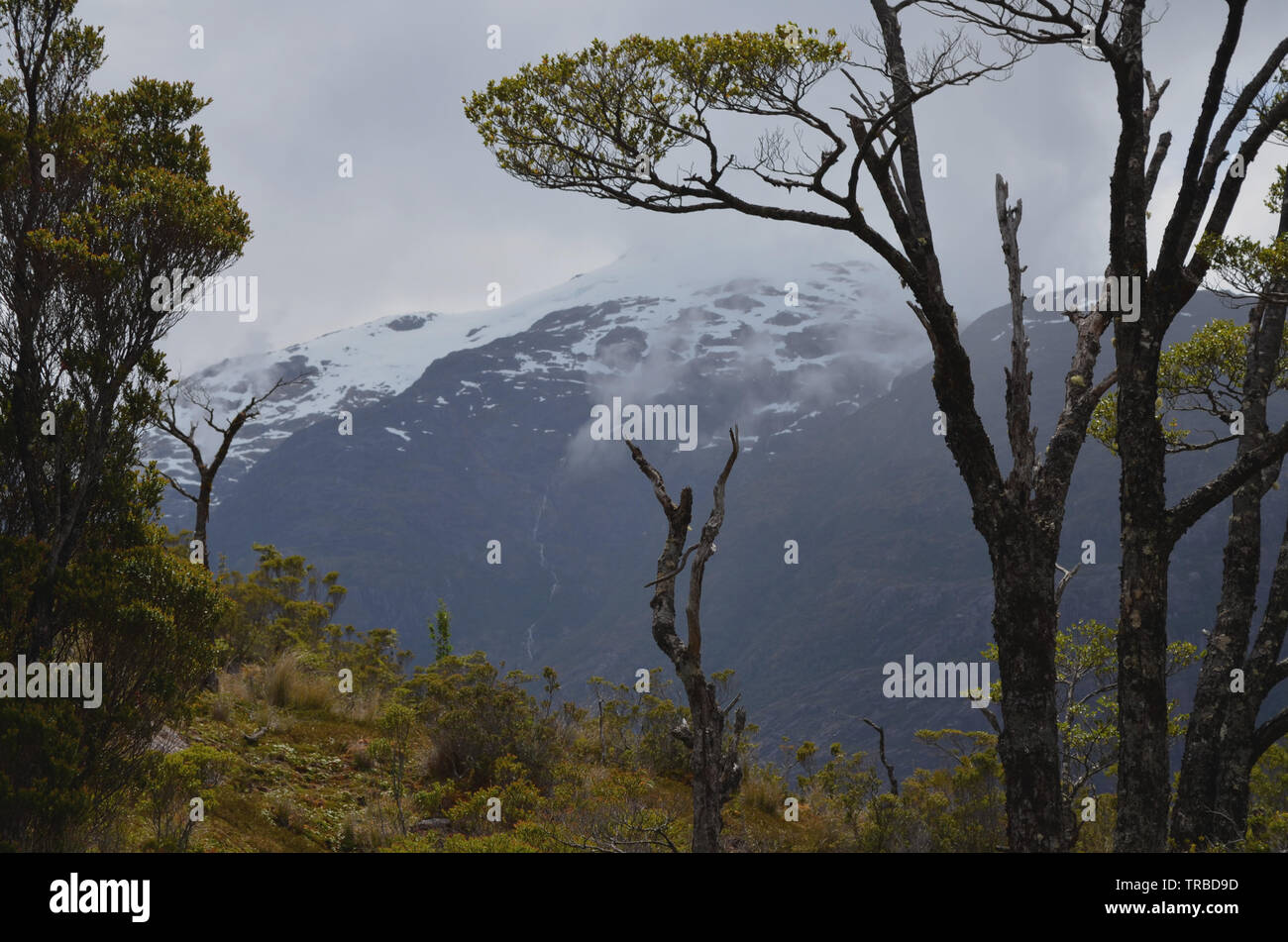 Plants of the Valdivian temperate rainforests in southern Chile ...