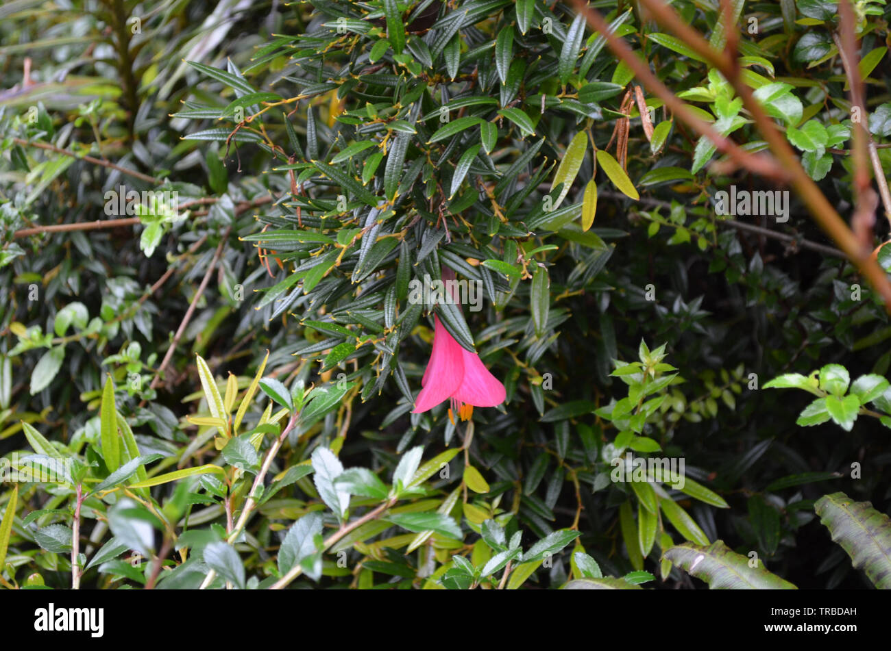 Valdivian temperate forests hi-res stock photography and images - Alamy