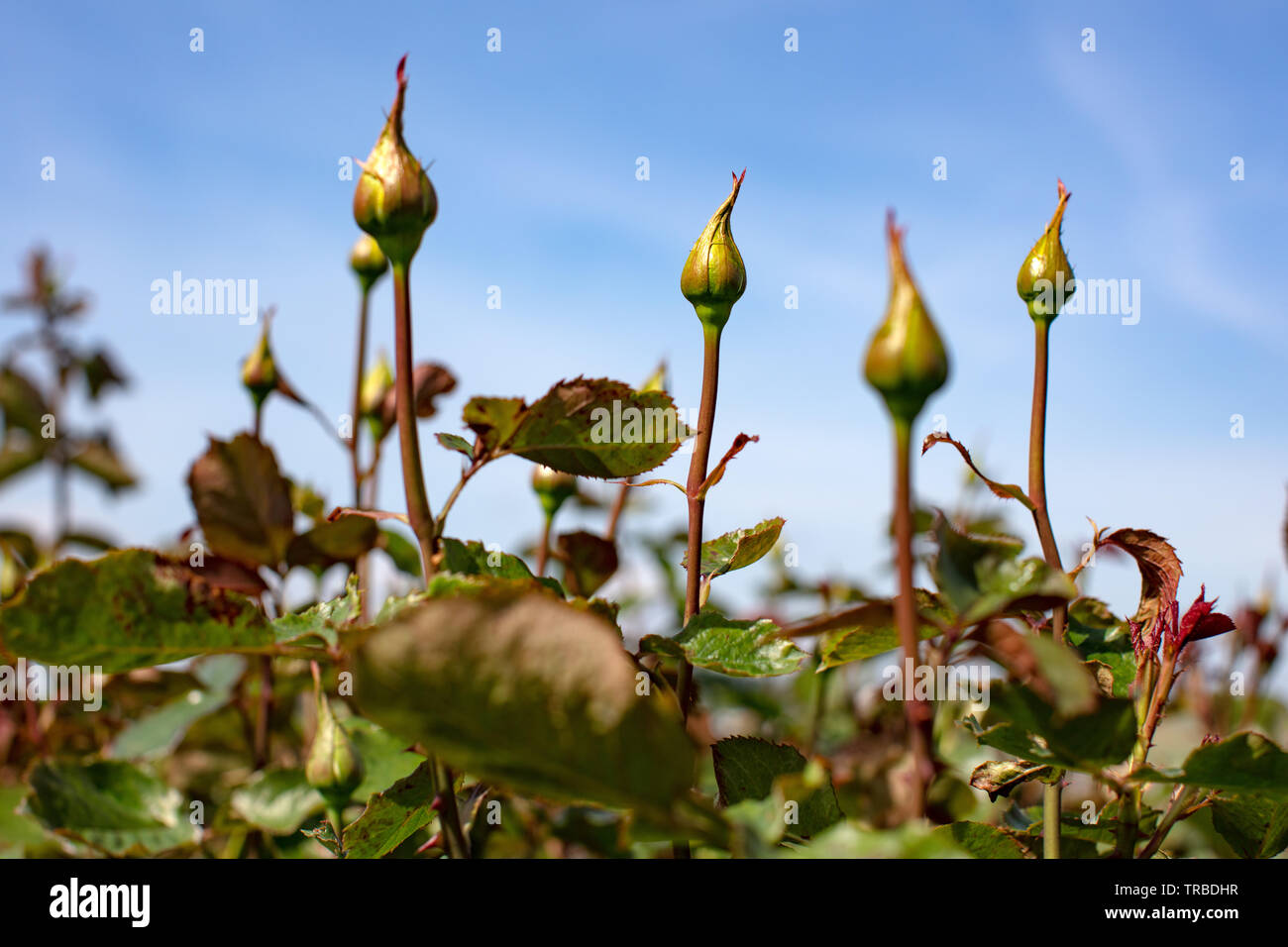 Flower Bud, Rose Stock Photo - Alamy