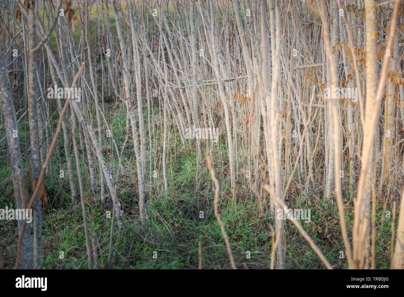 Tree In A Dry Place High Resolution Stock Photography and Images - Alamy