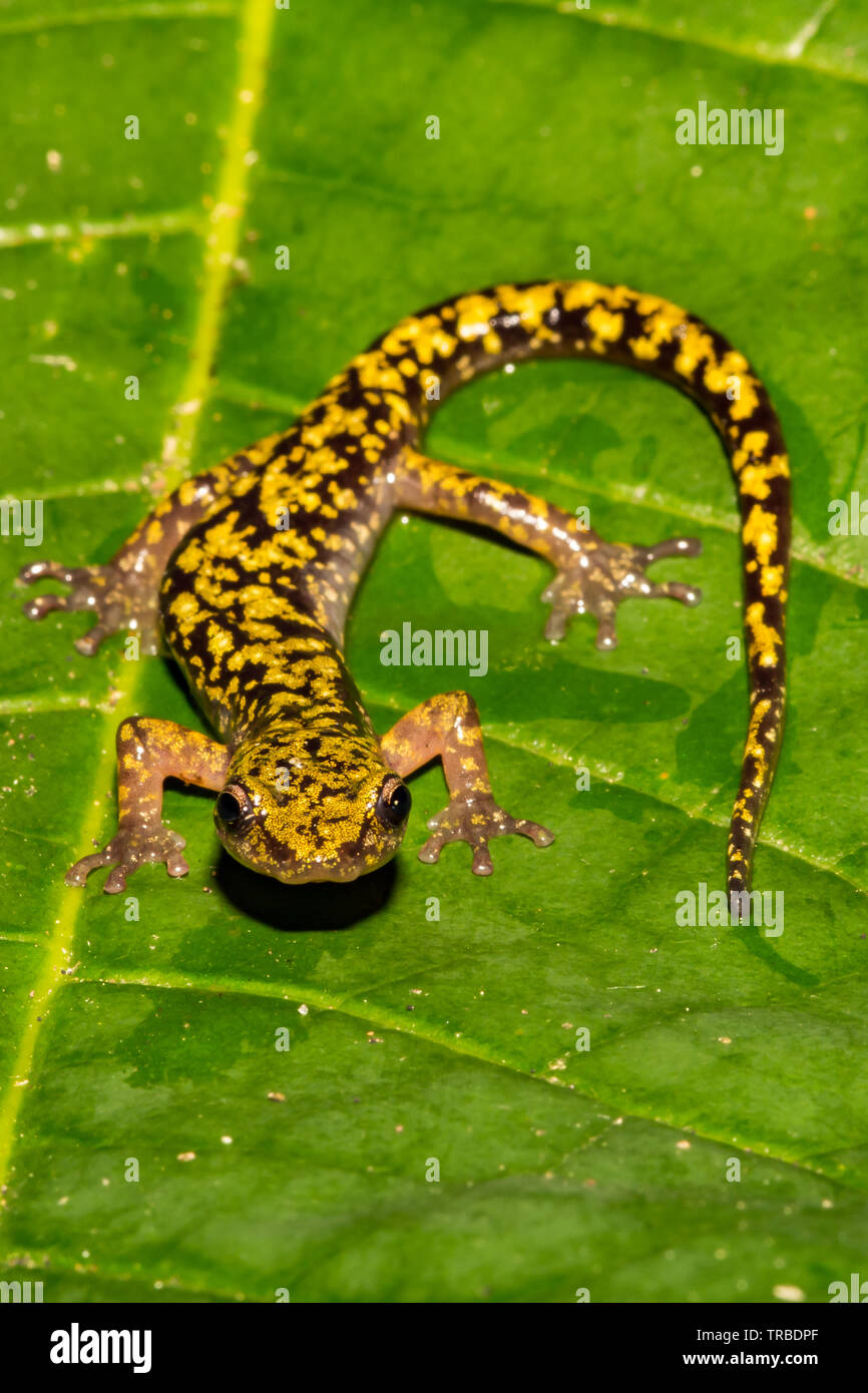 Aneides aeneus hi-res stock photography and images - Alamy