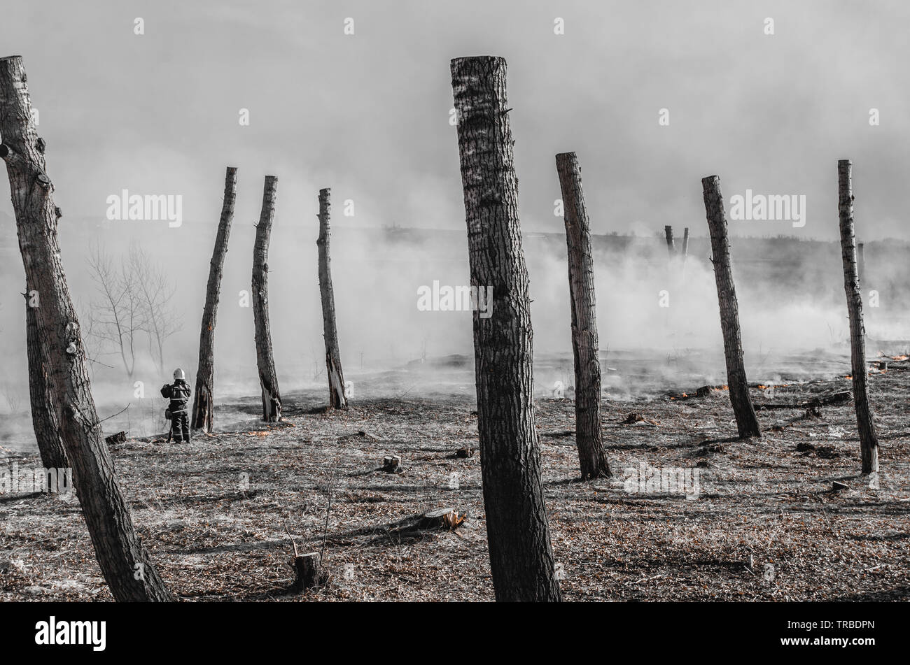 Man putting out fire forest hi-res stock photography and images - Alamy