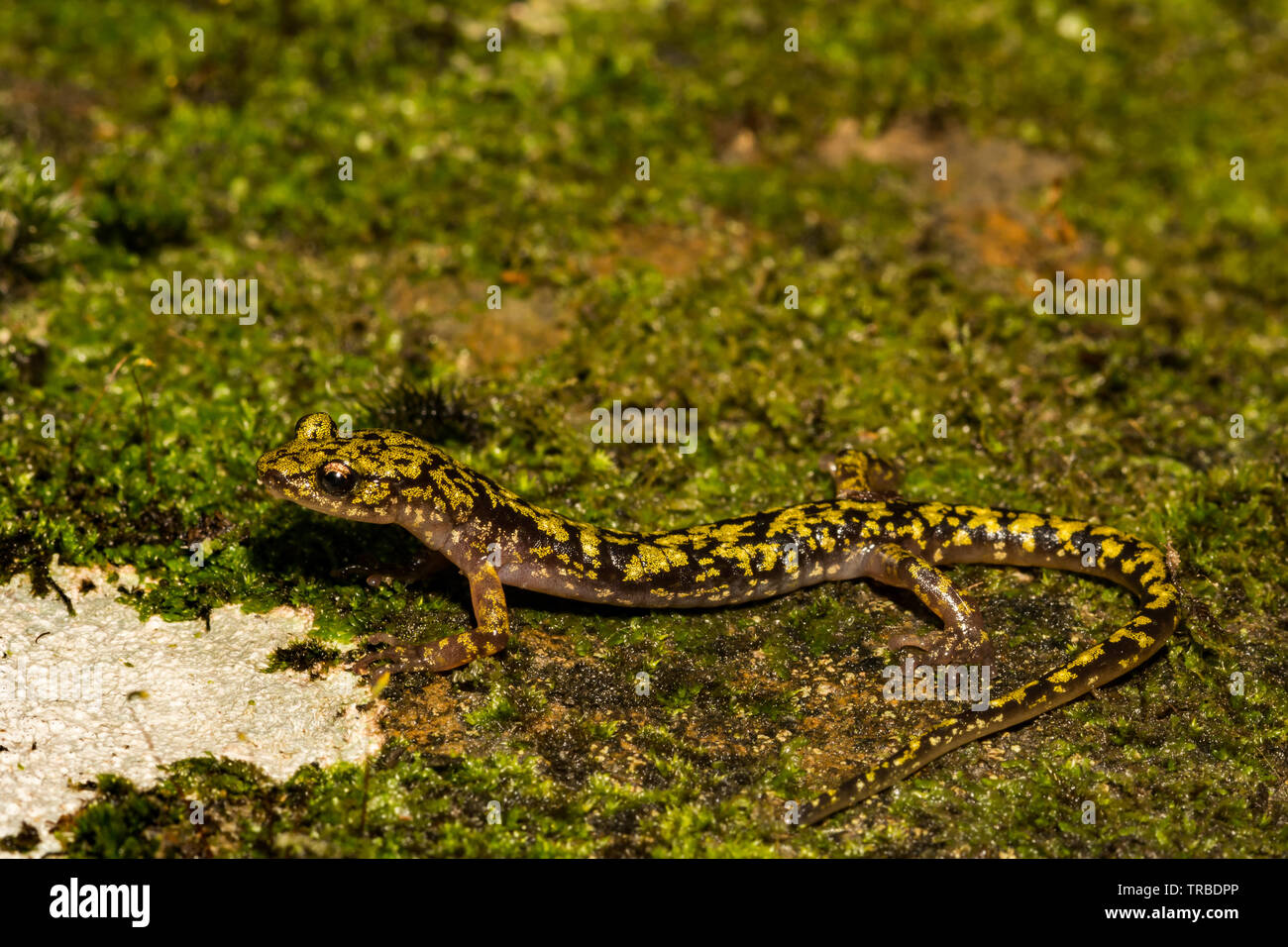 Green Salamander (Aneides aeneus Stock Photo - Alamy