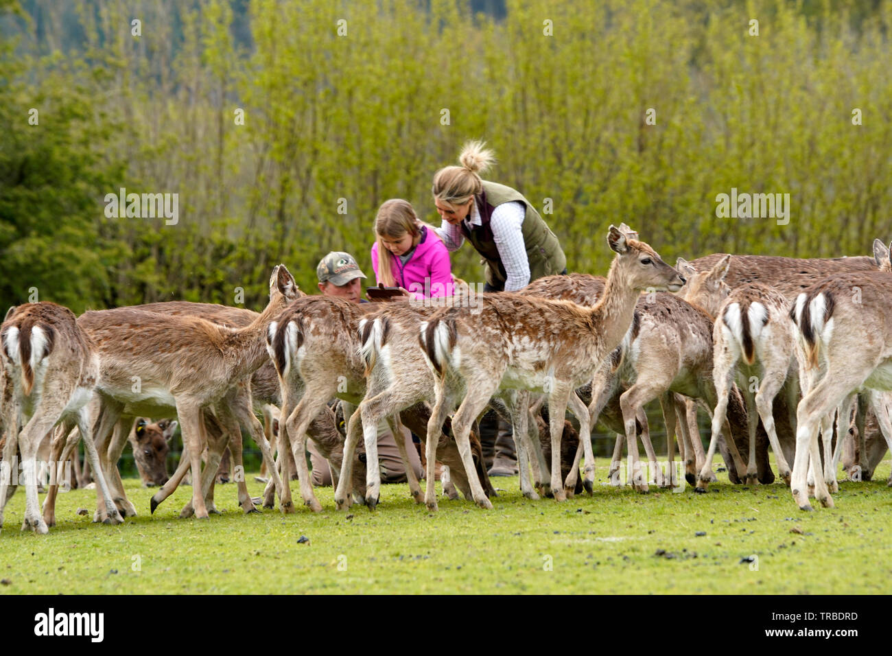 Woman filming wild animals hi-res stock photography and images - Alamy