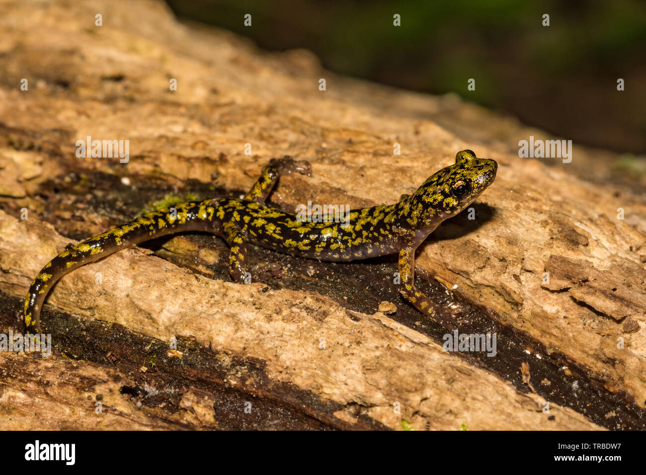 Green salamander hi-res stock photography and images - Alamy
