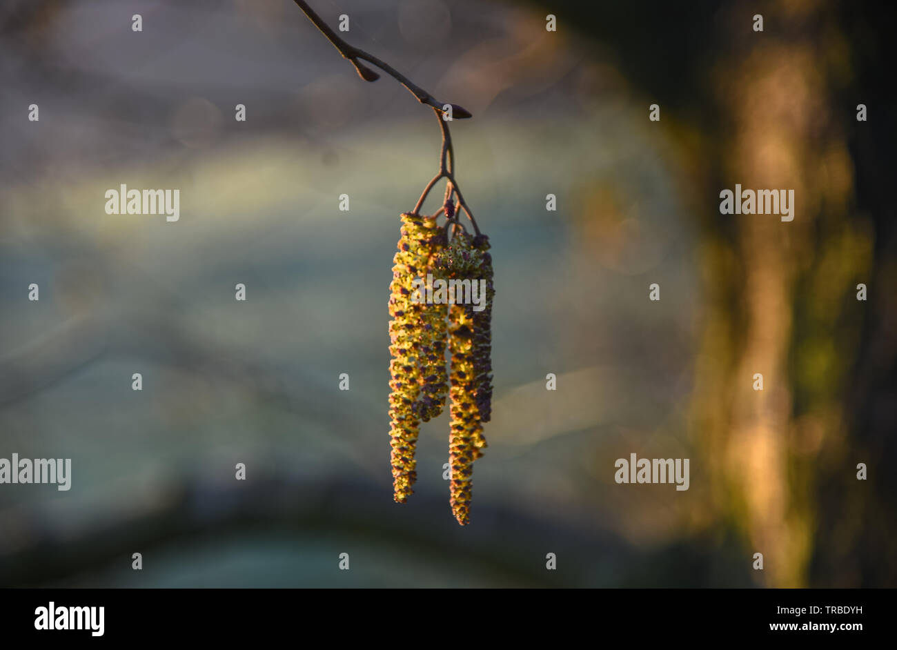 Light green catkins hi-res stock photography and images - Alamy