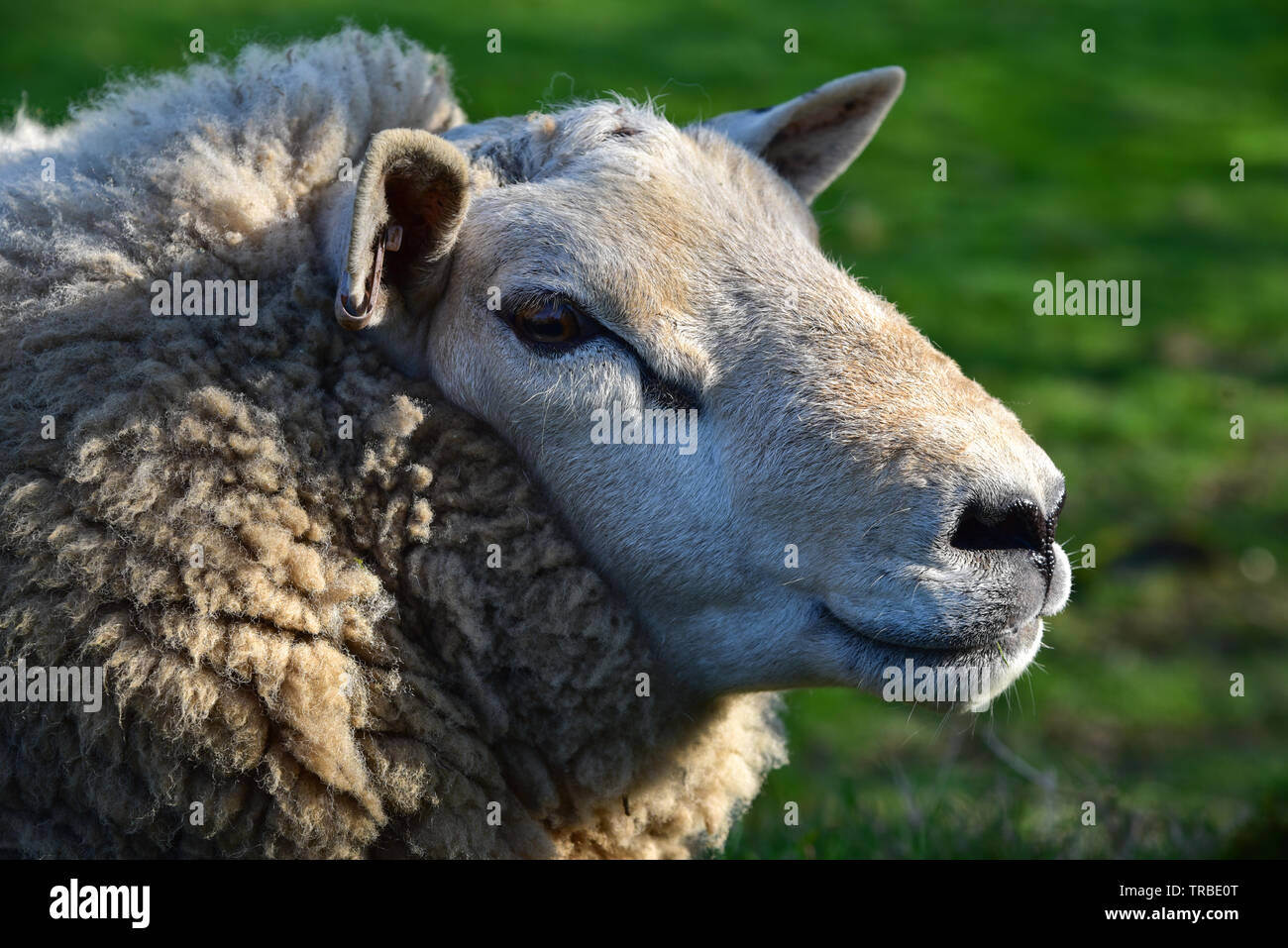Rams head close up hi-res stock photography and images - Alamy
