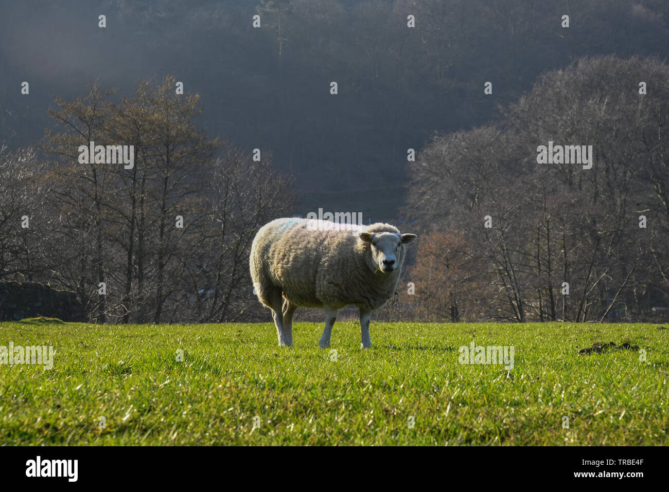 Light and shadow sheep hi-res stock photography and images - Alamy