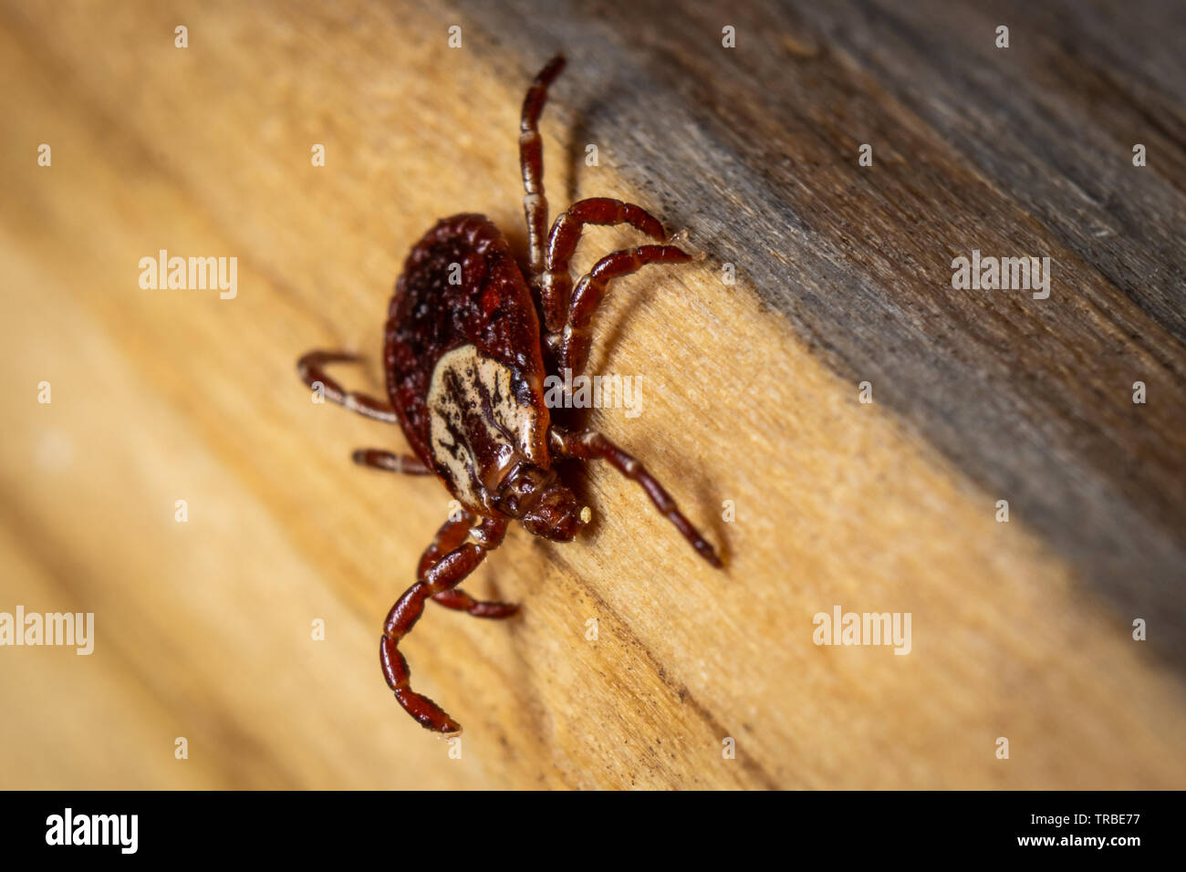 Pictured here is the American Dog Tick Stock Photo - Alamy
