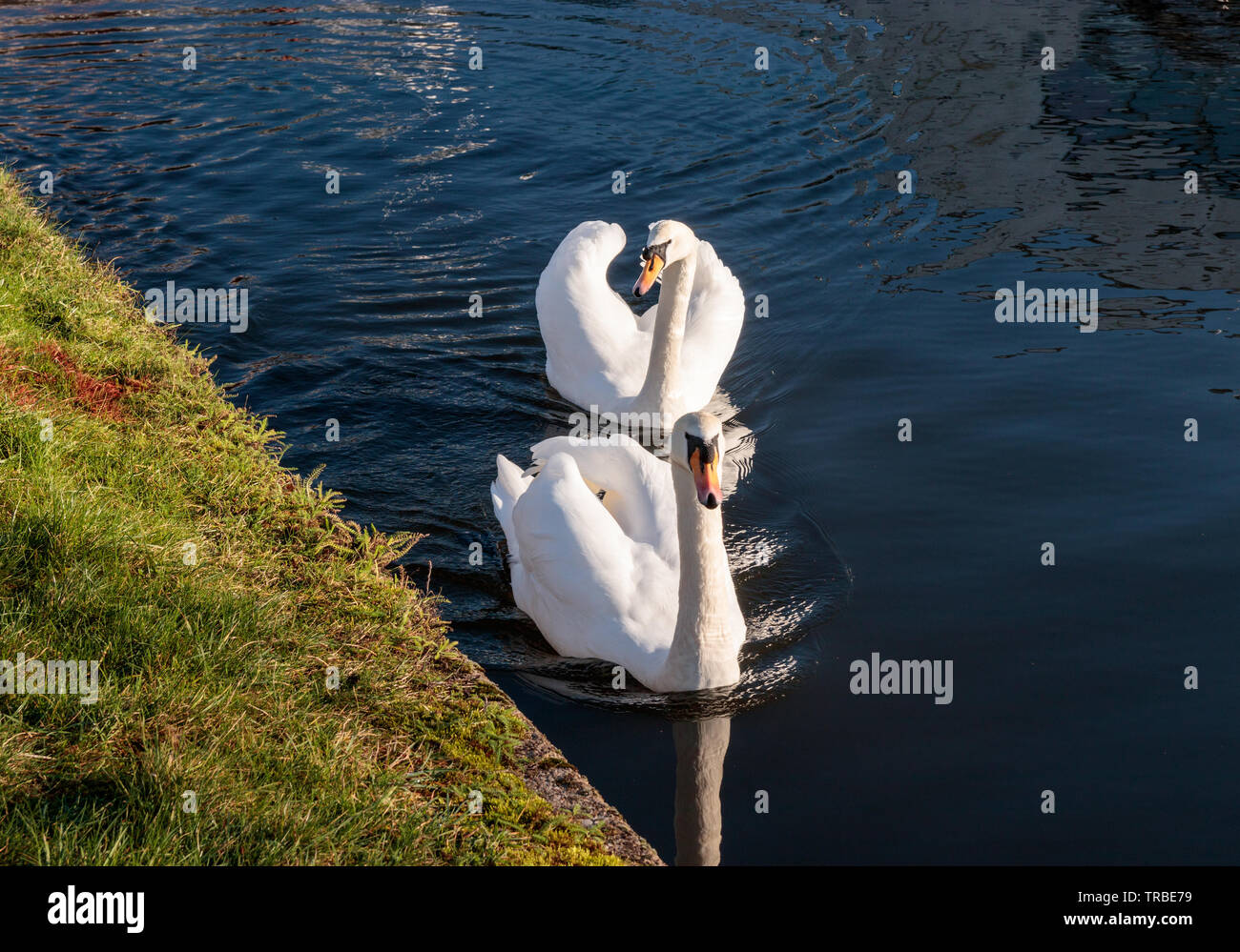 Swans swimming on a canal Stock Photo - Alamy