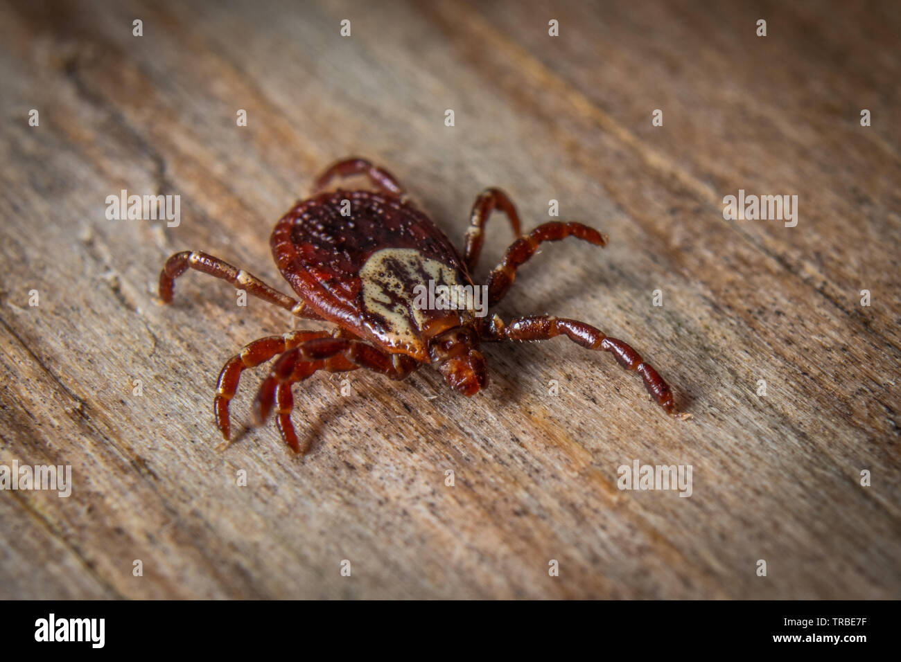 Pictured here is the American Dog Tick Stock Photo - Alamy