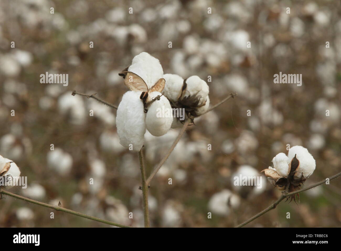 Cotton industry factory hi-res stock photography and images - Alamy