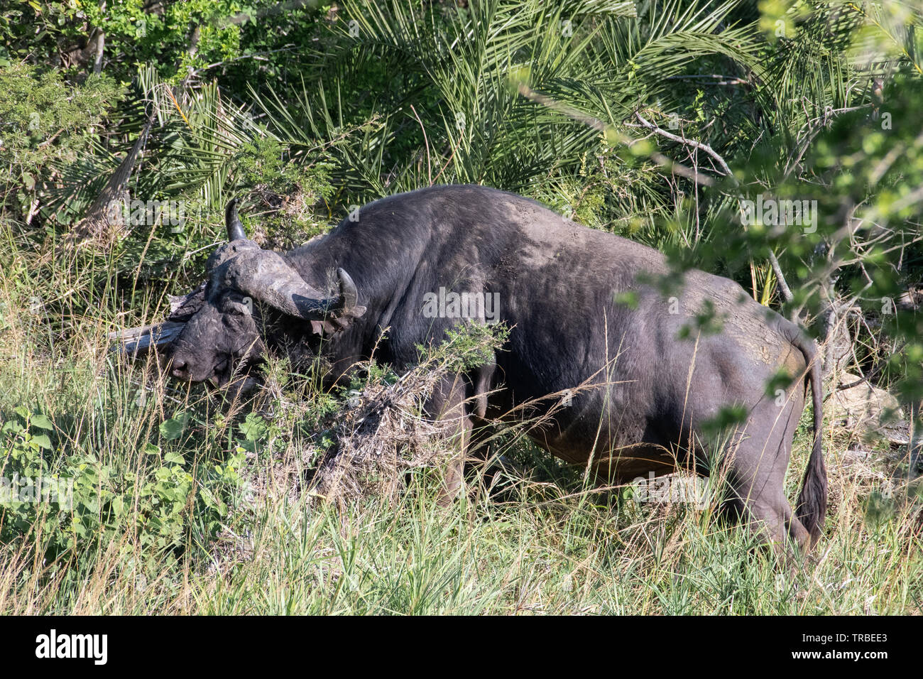 A Cape Buffalo browsing in thick bush in the iMfolozi Game Reserve ...