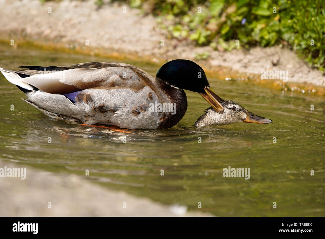 Pair of wild Mallard Ducks mating in the water Stock Photo - Alamy