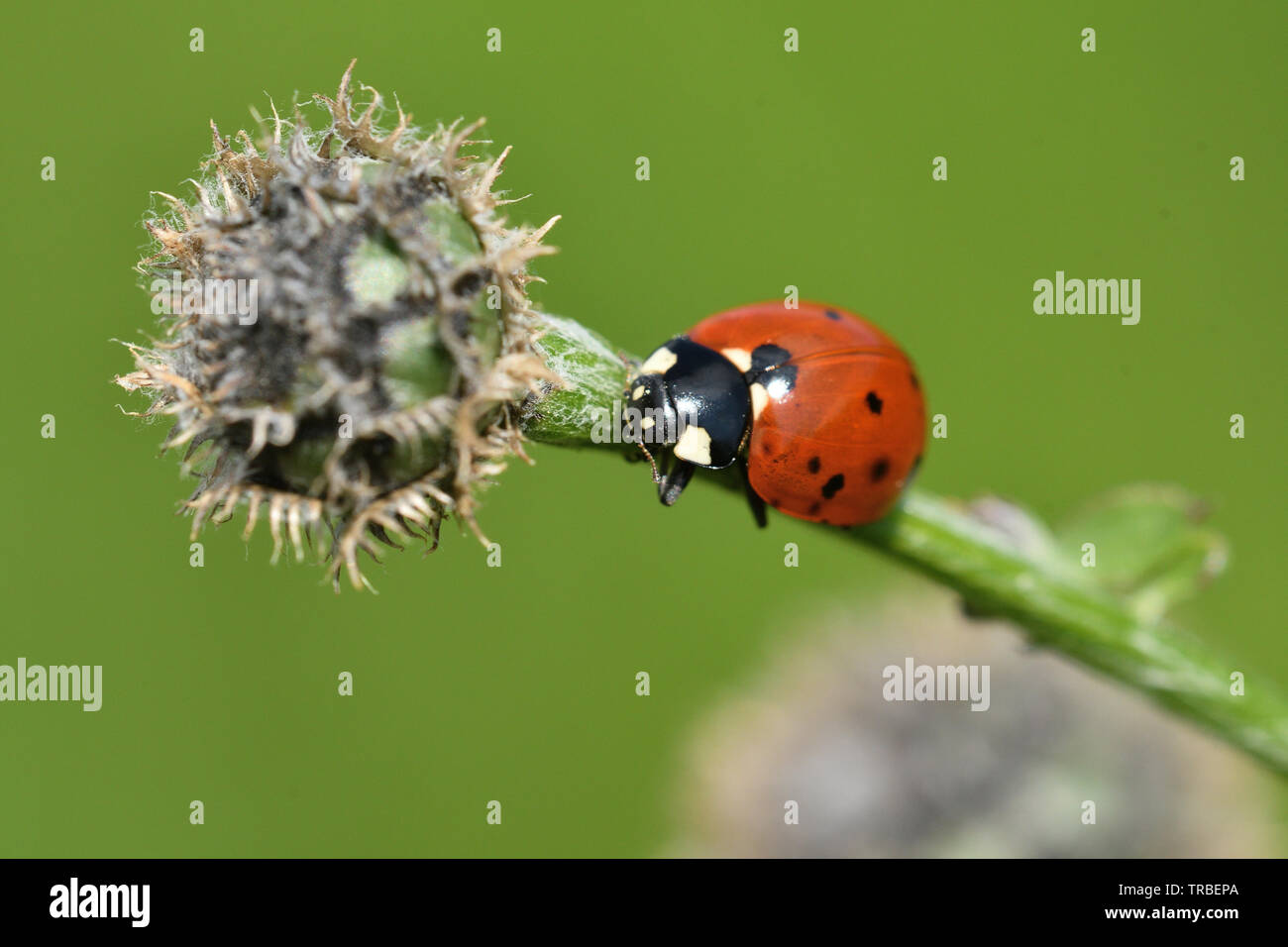 ladybug climbing on the green grass macro photo Stock Photo - Alamy