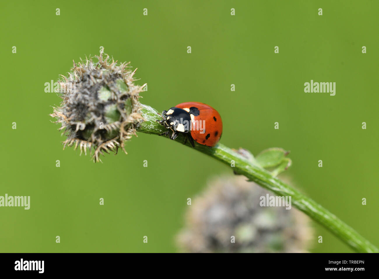 ladybug climbing on the green grass macro photo Stock Photo - Alamy
