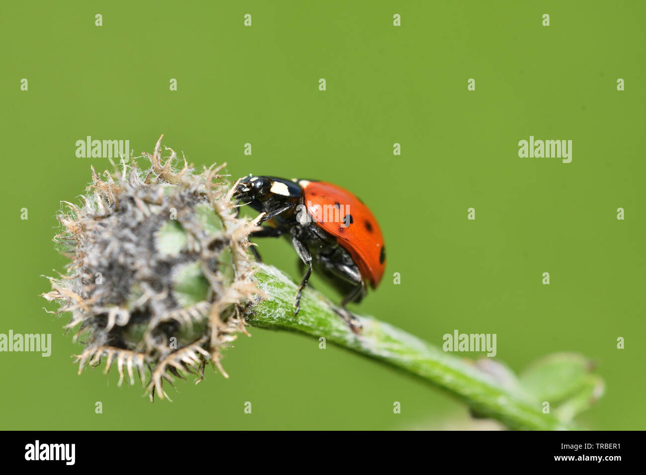 ladybug climbing on the green grass macro photo Stock Photo - Alamy