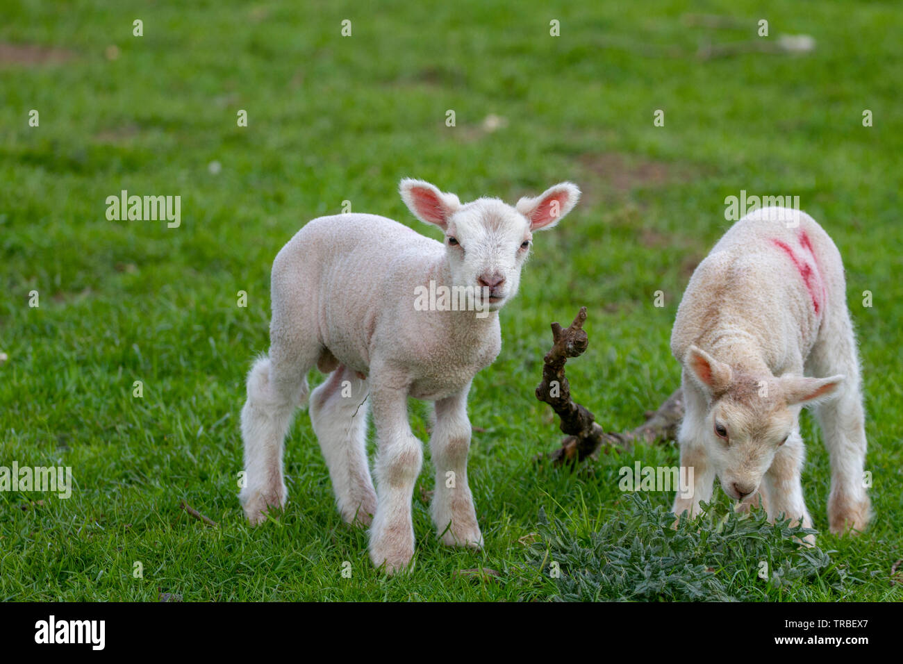 New born lambs in field in spring Stock Photo - Alamy