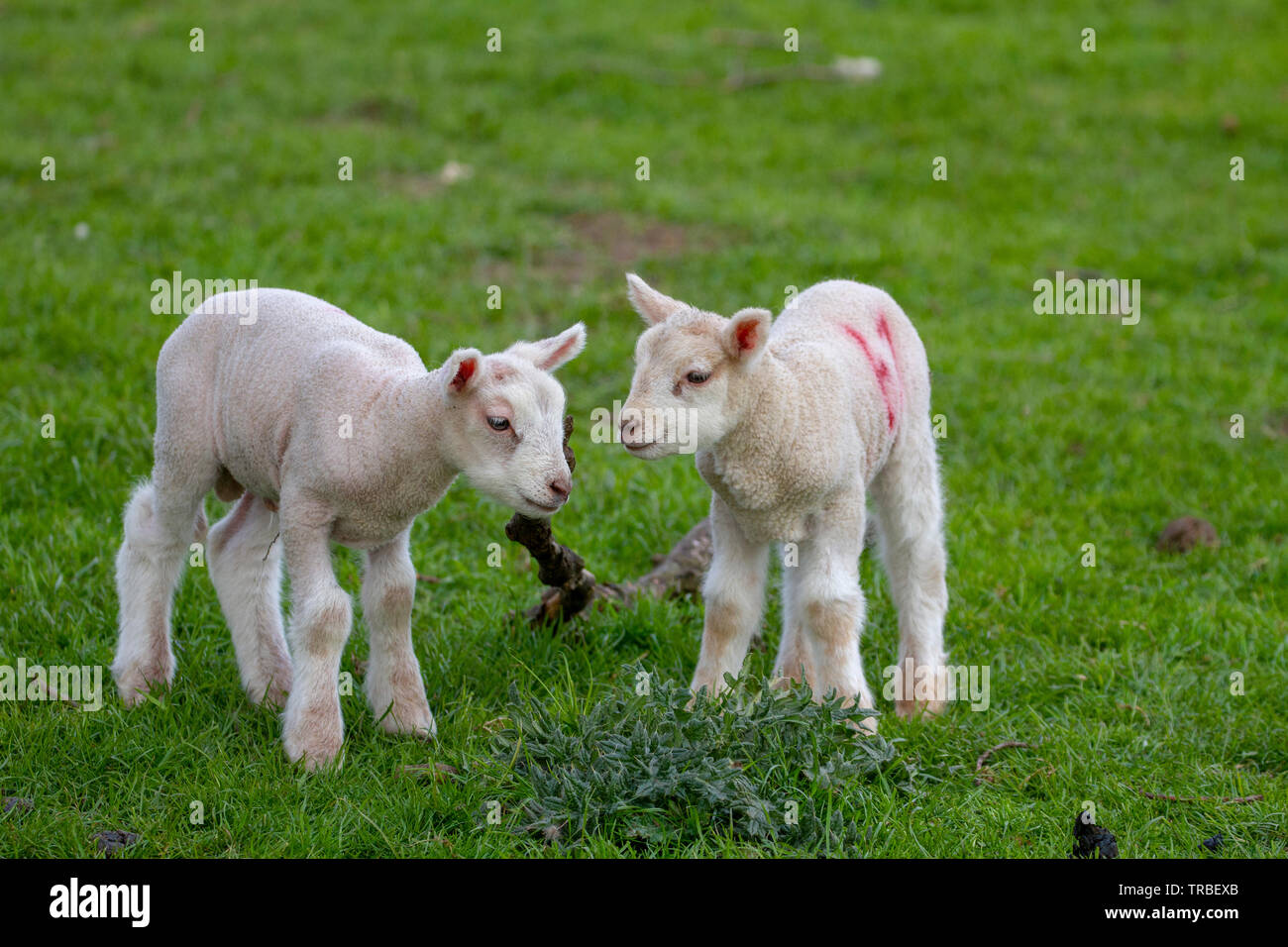 Lambs in field hi-res stock photography and images - Alamy