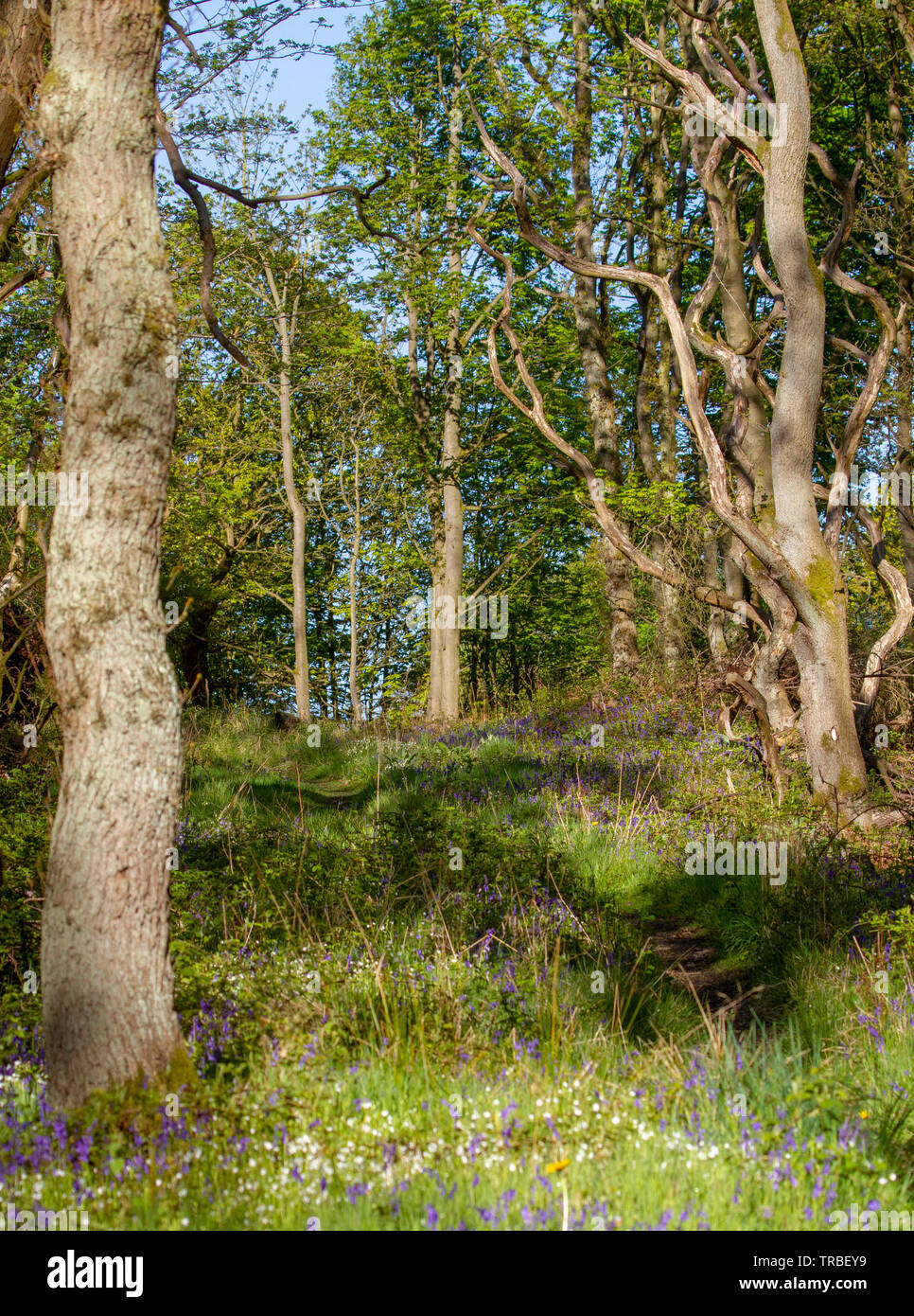 Sacriston hi-res stock photography and images - Alamy