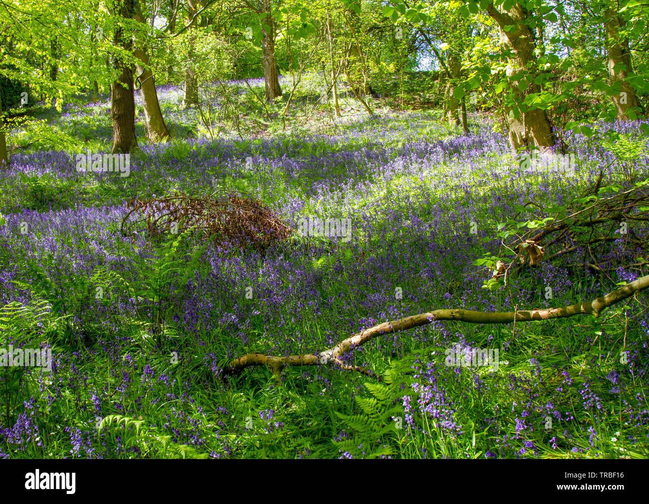 High wood hi-res stock photography and images - Alamy