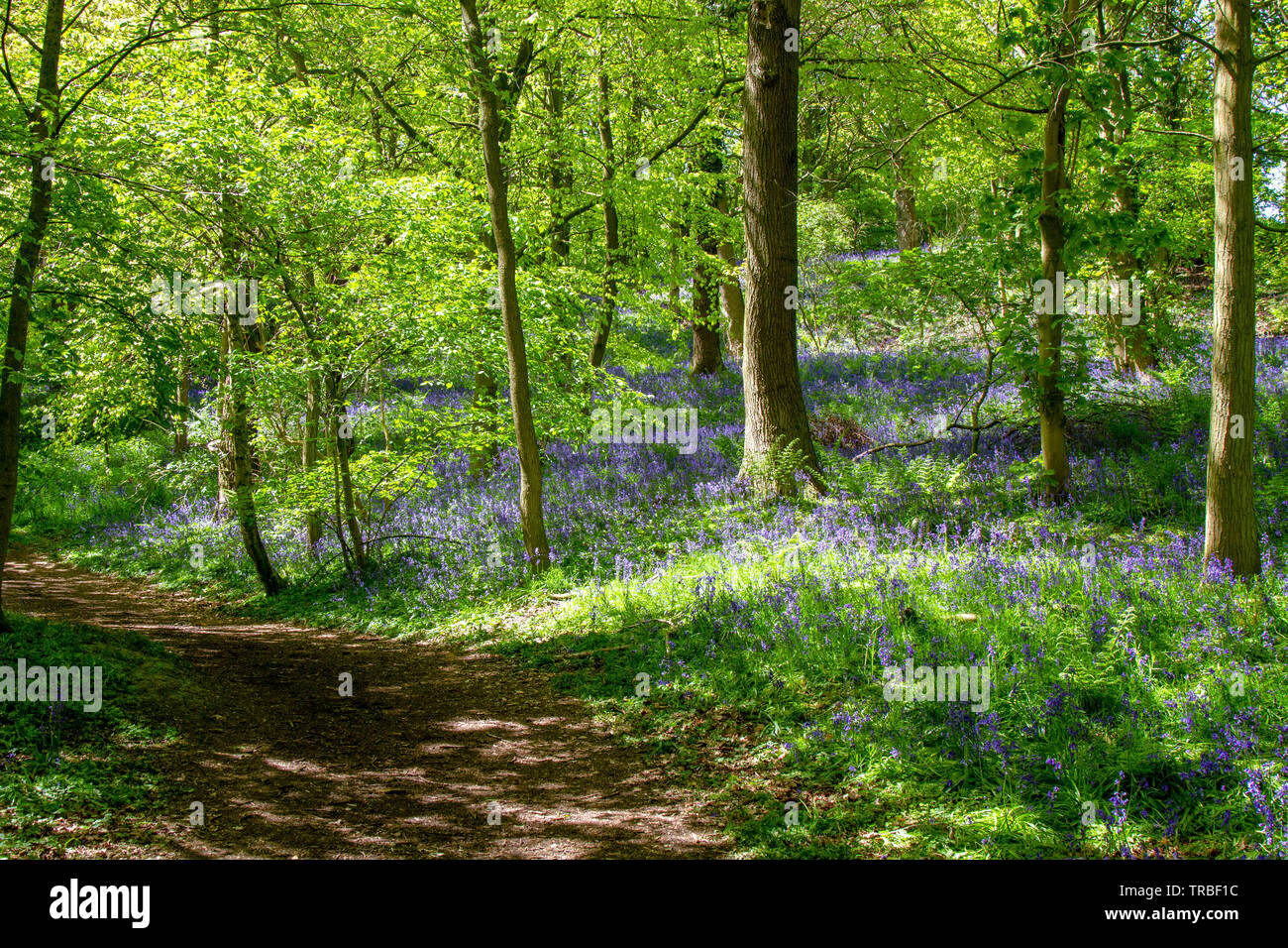 High wood hi-res stock photography and images - Alamy