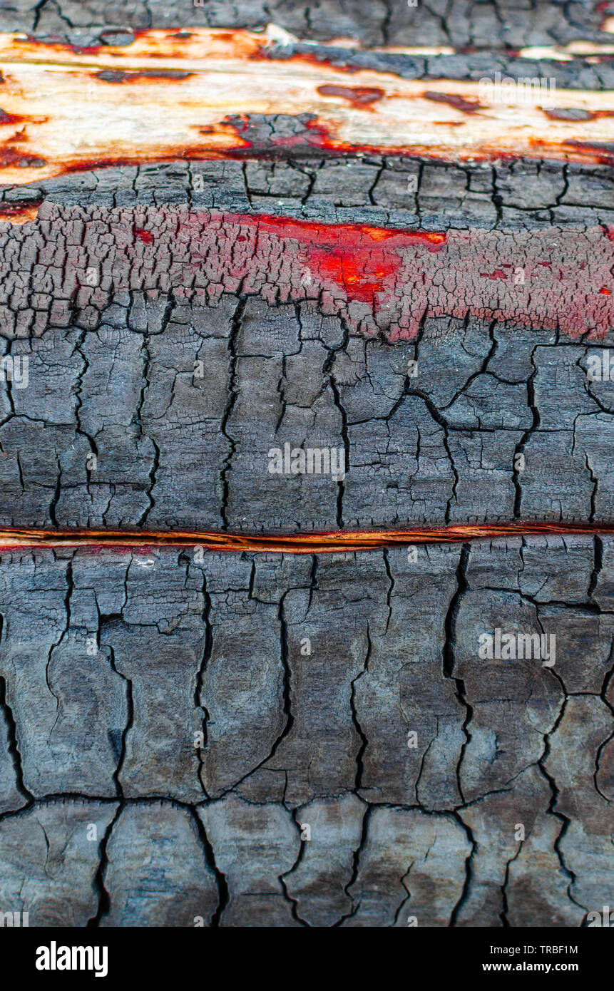 Smoldering log turned into charcoal, forest fire, ecology and drought ...