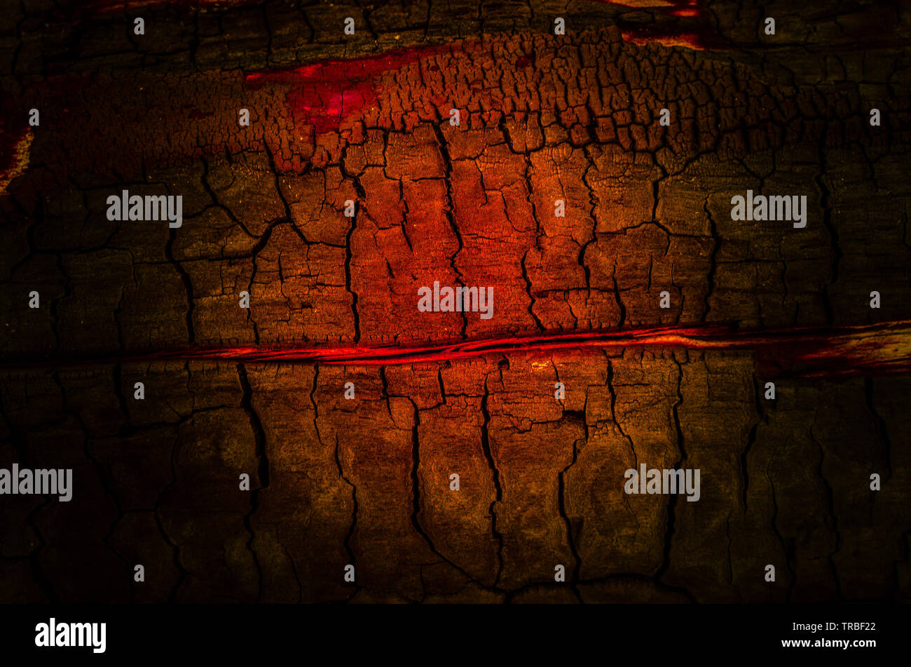 Smoldering log turned into charcoal, forest fire, ecology and drought ...