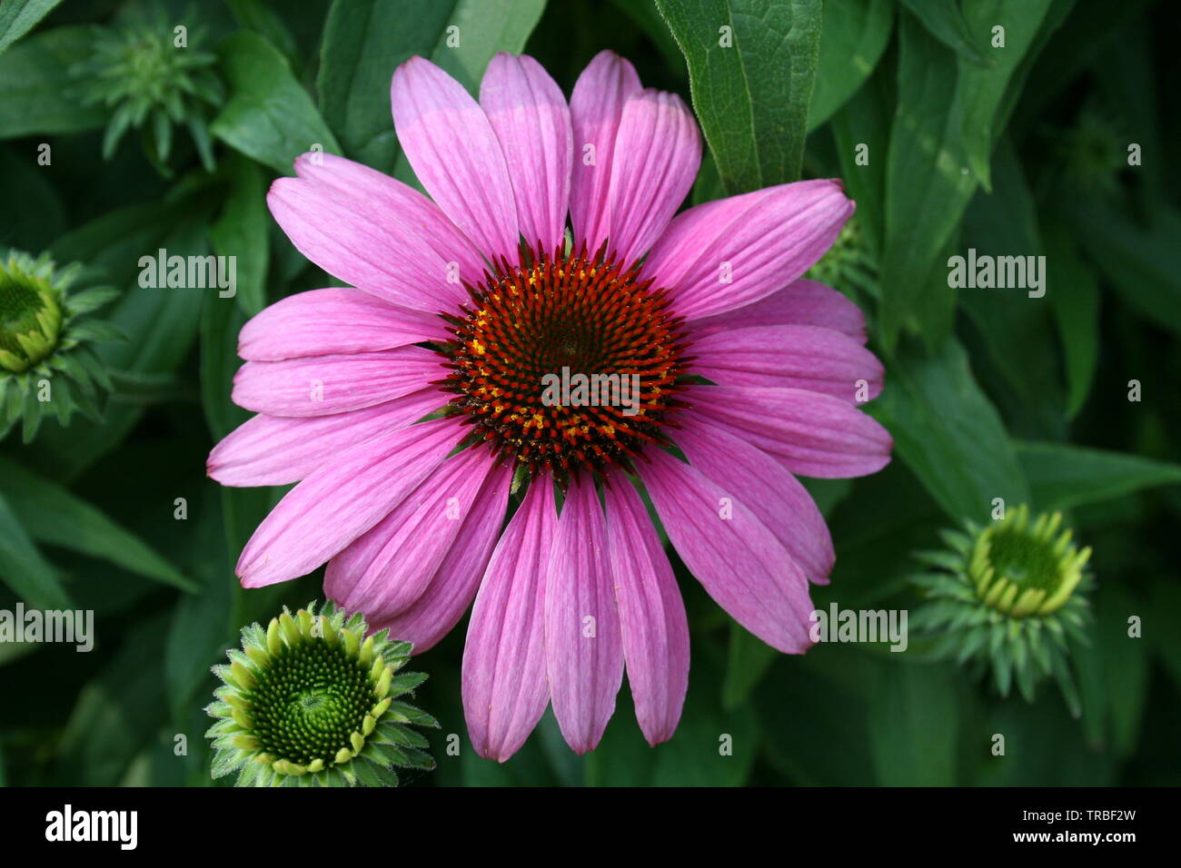 Purple Flower Head Stock Photo - Alamy
