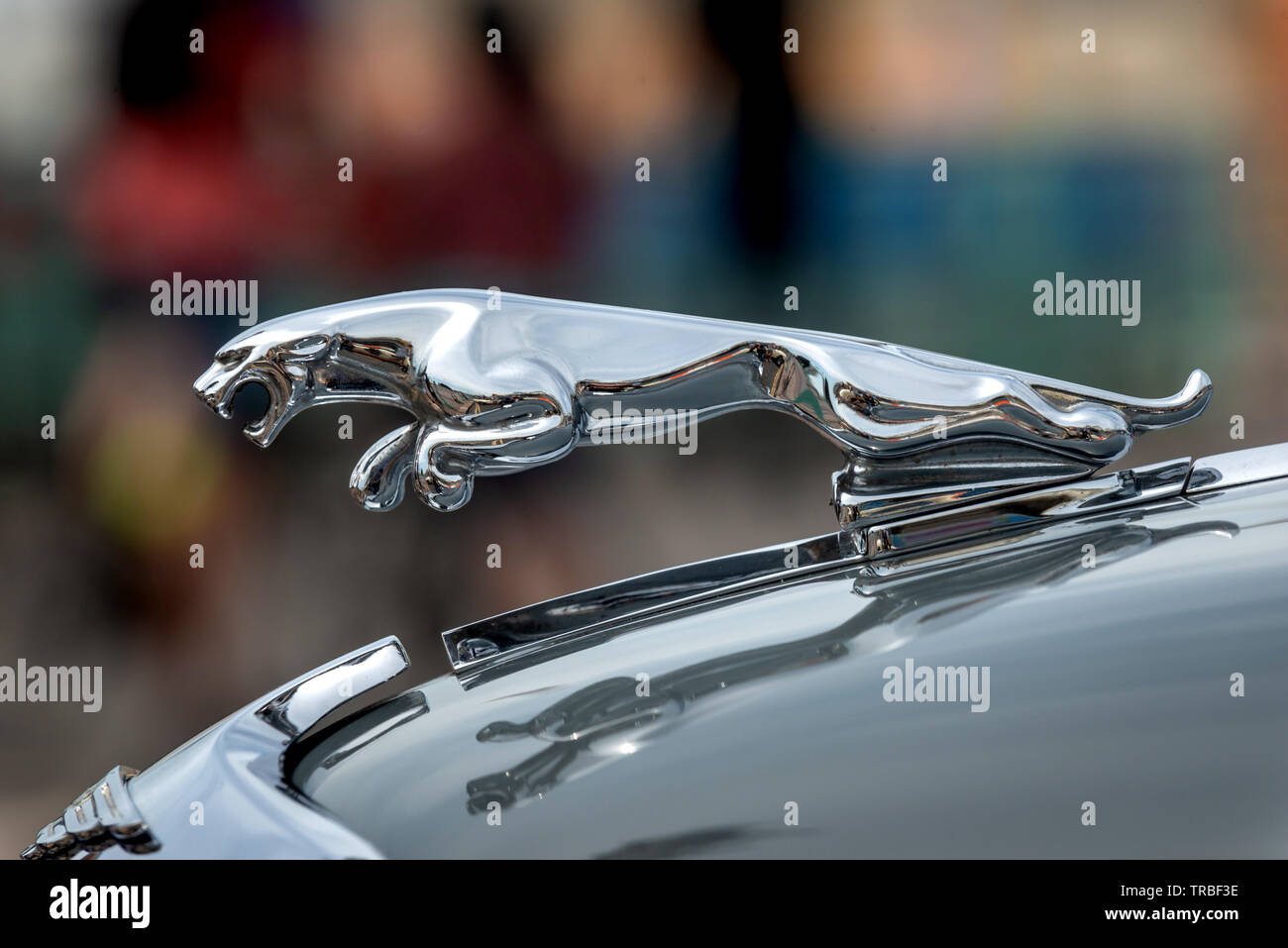 Jaguar cars' classic badge marque mascot Stock Photo - Alamy