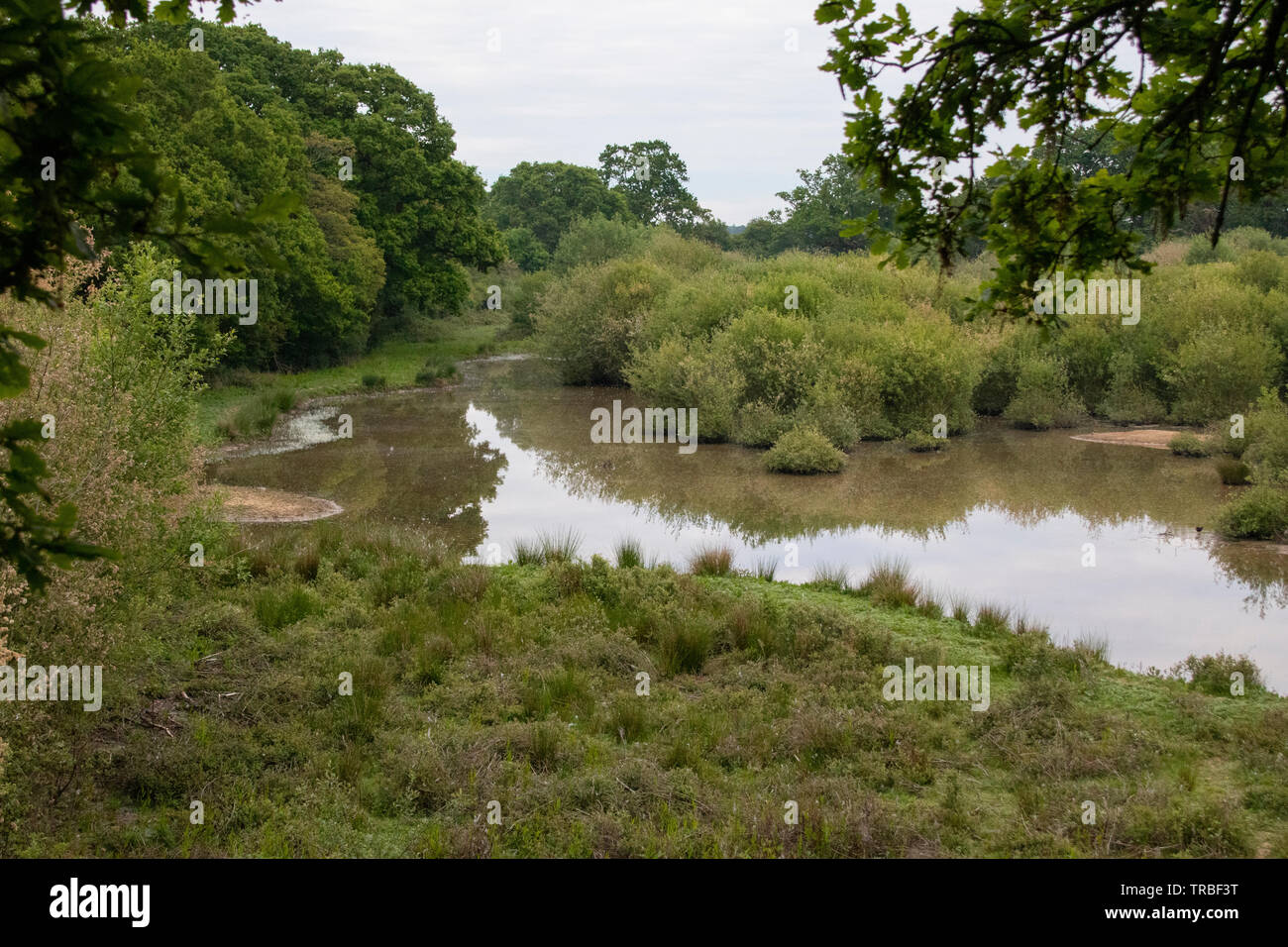 Knepp rewilding farm hi-res stock photography and images - Alamy