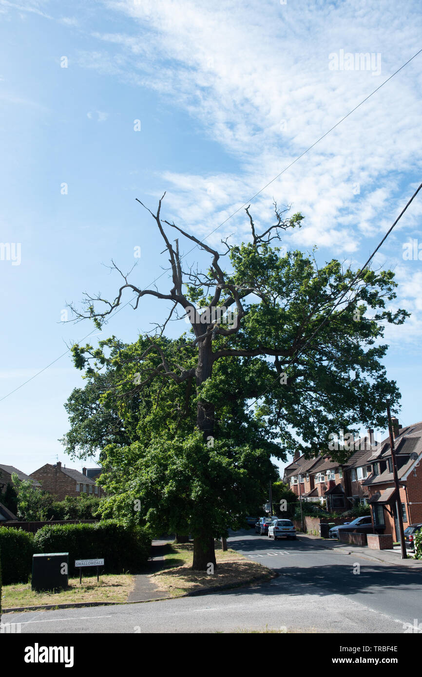 dangerous oak tree - council neglect - Buckinghamshire Stock Photo - Alamy