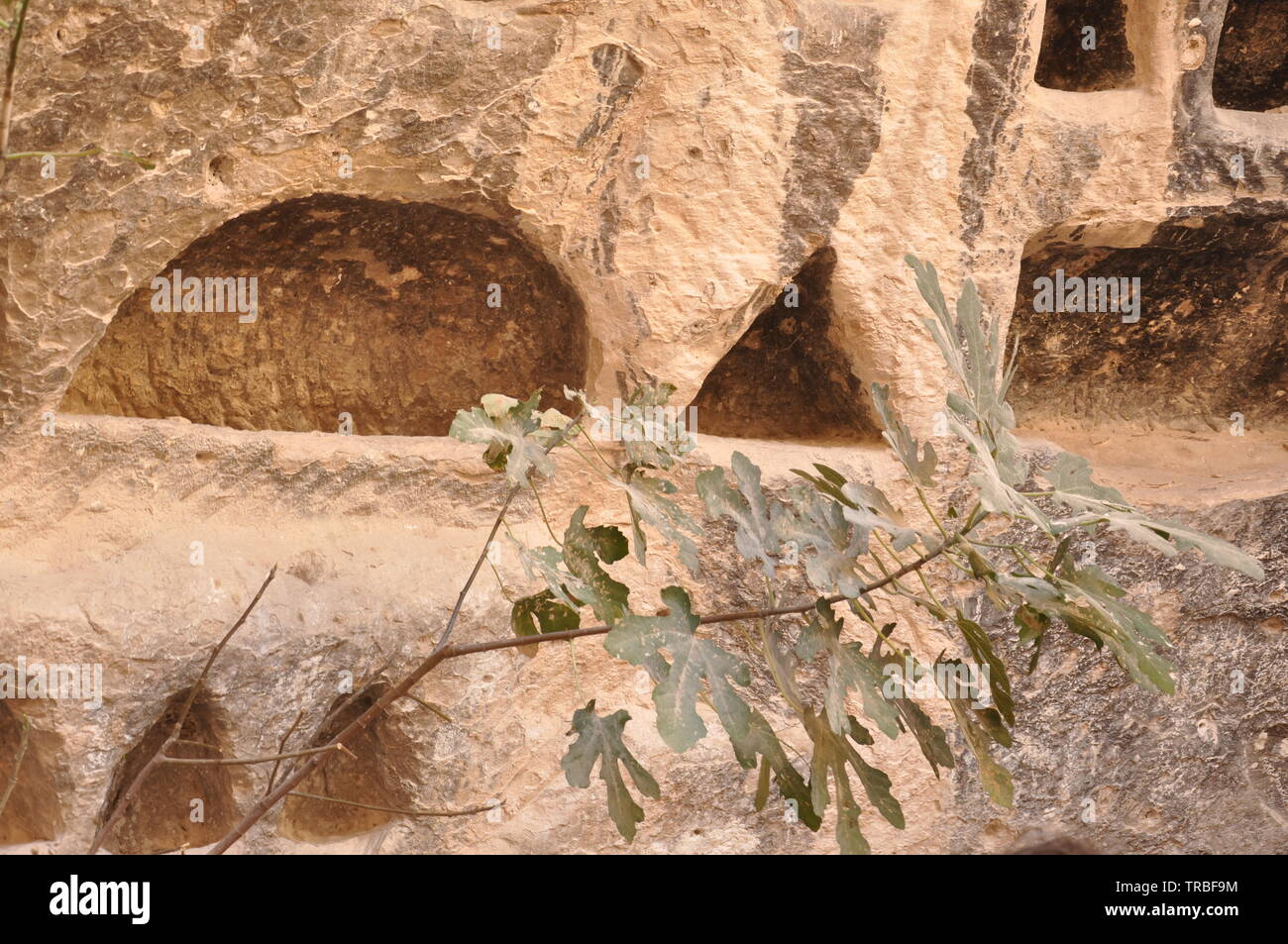 An ancient cave with nests for pigeons Stock Photo - Alamy
