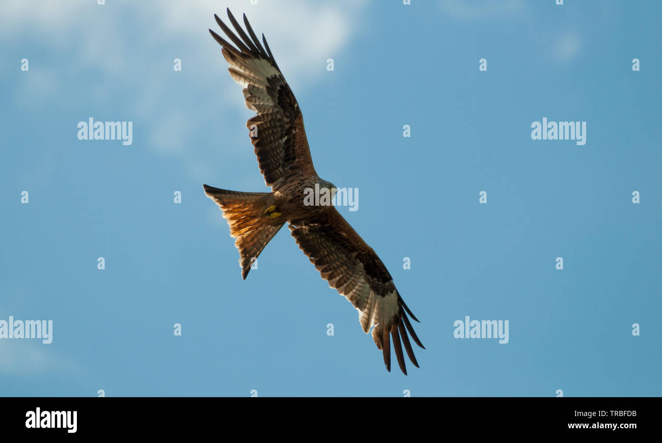 Thermals of bird hi-res stock photography and images - Alamy